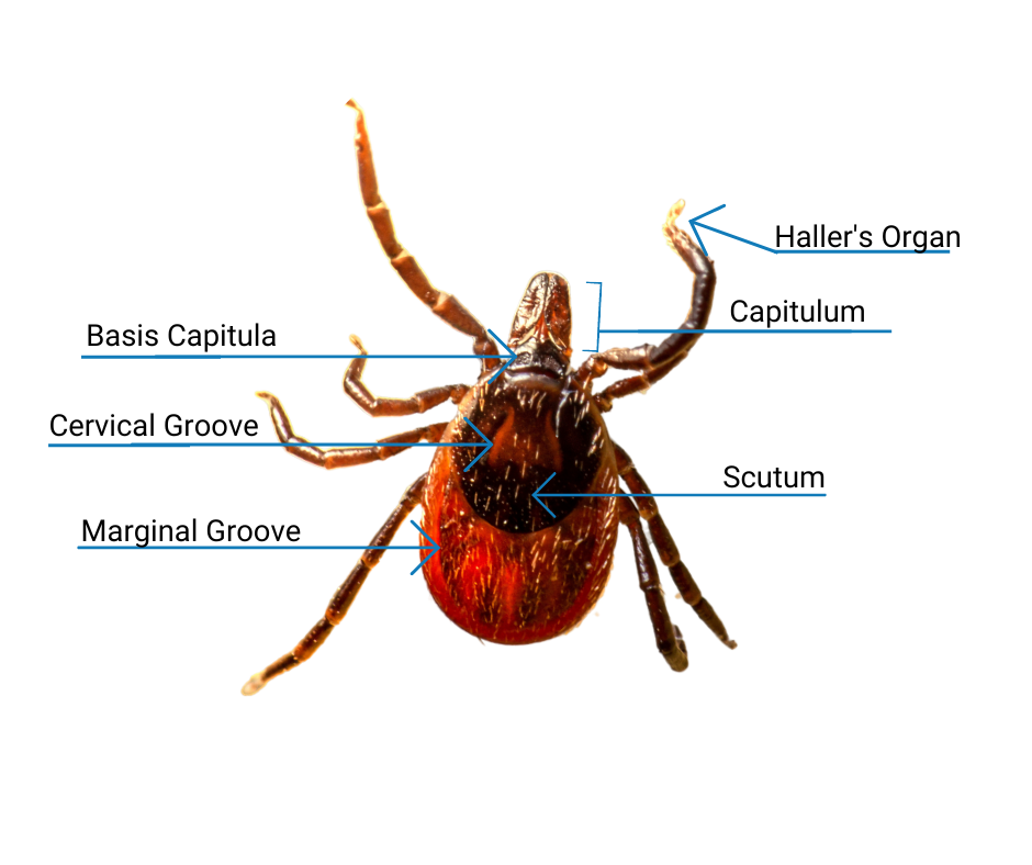 How the Haller's Organ Helps Ticks "Smell" – AtlanTick Repellent Products